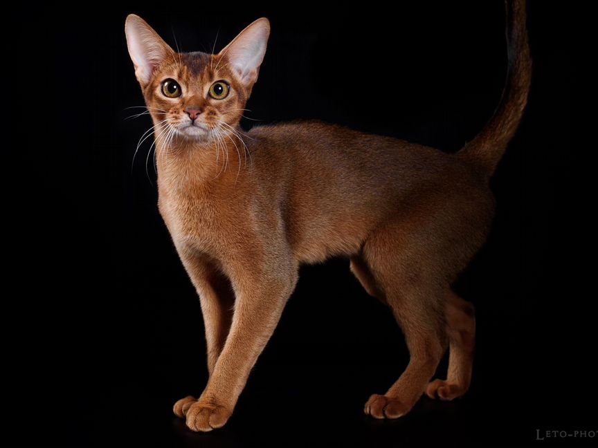 Абиссинская кошка 7 месяцев