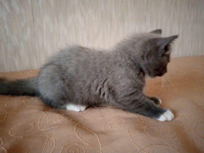 Продам котенка породистого