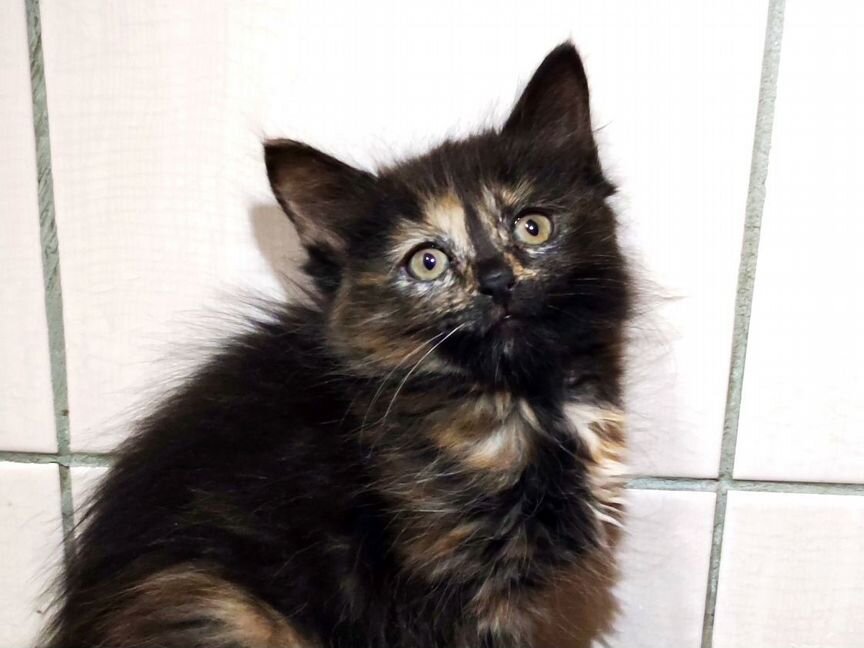 Маленькая черепашка