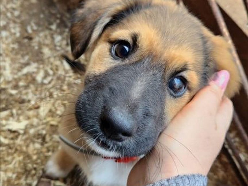 Щенок Умница