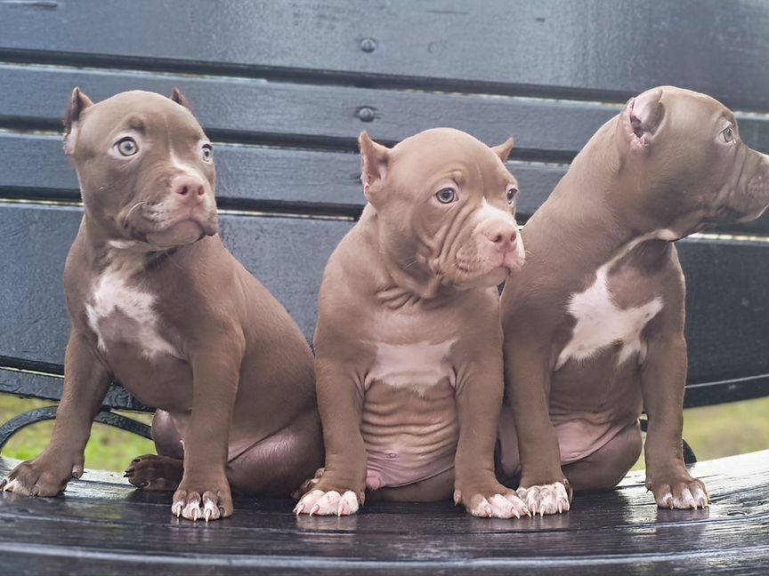 Американский Булли