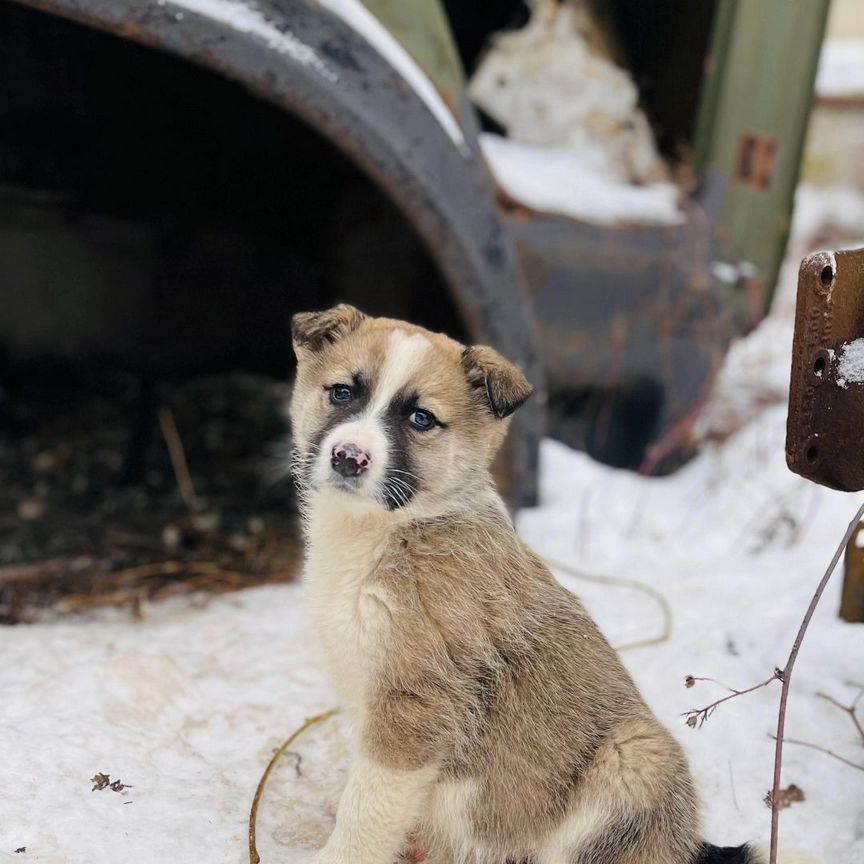 Красивые щенки в беде