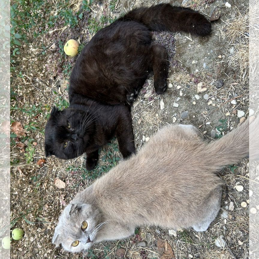 Продаются котята