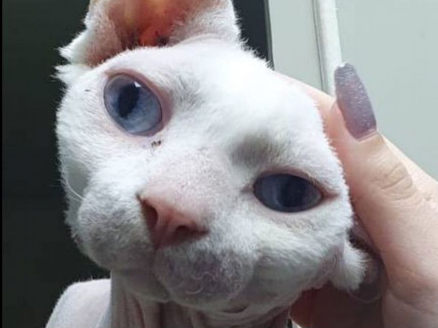 Принесли на усыпление,нужен дом