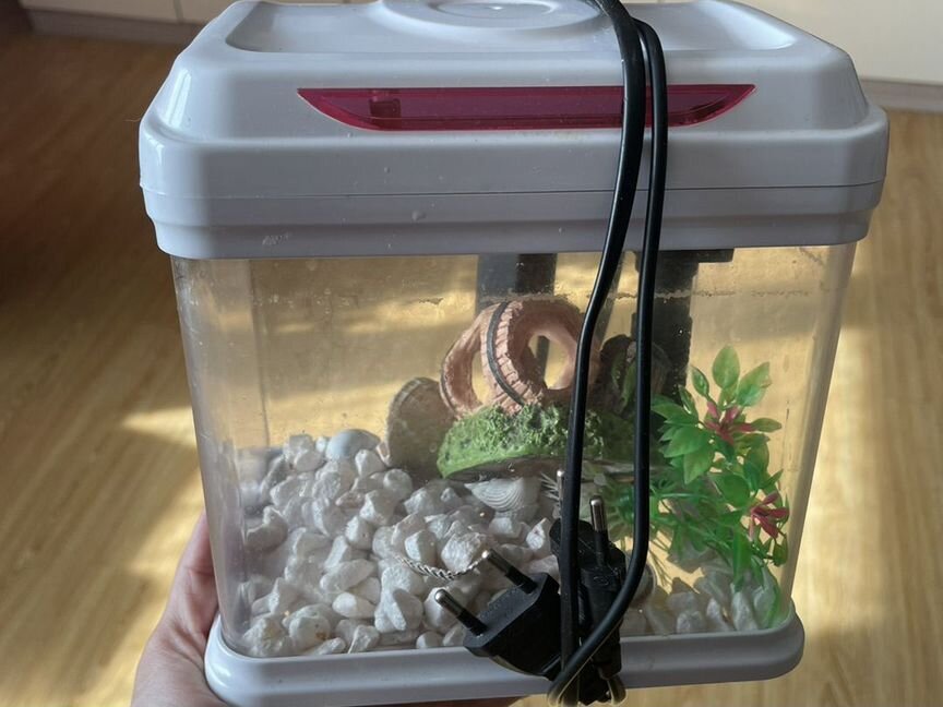 Аквариум барбус Barbus