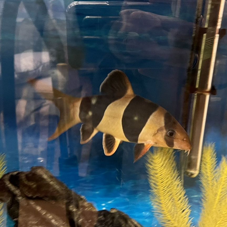 Боция клоун, аквариумная рыбка 13см