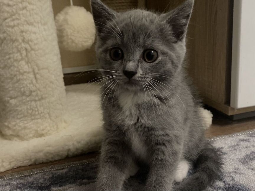 Британский котенок, девочка