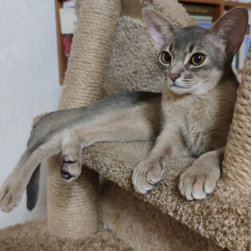 Абиссинский кот
