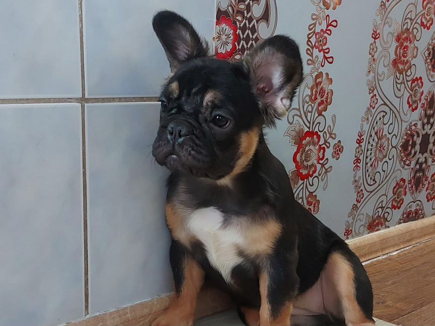 Французский бульдог флаффи, длинношерстный