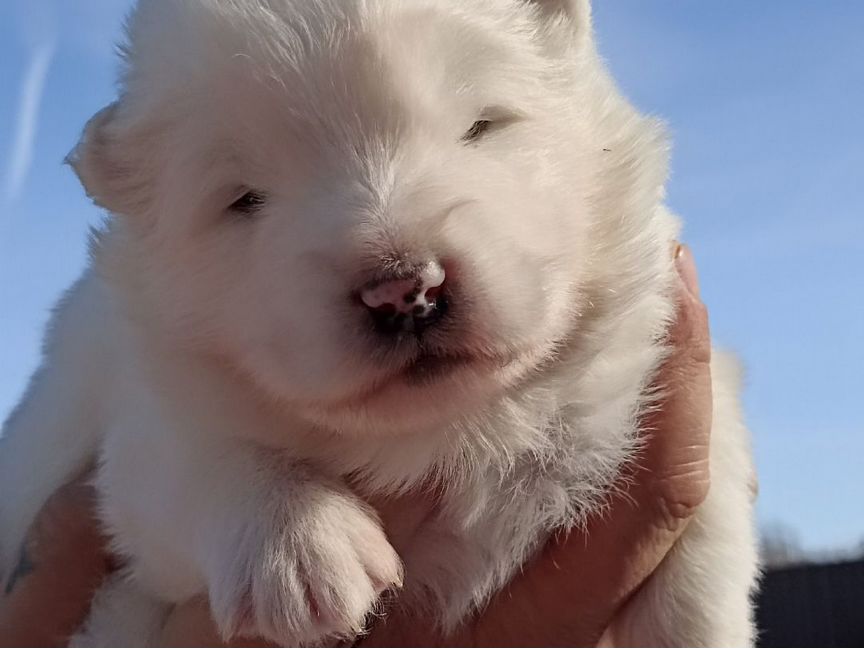 Щенки самоеда