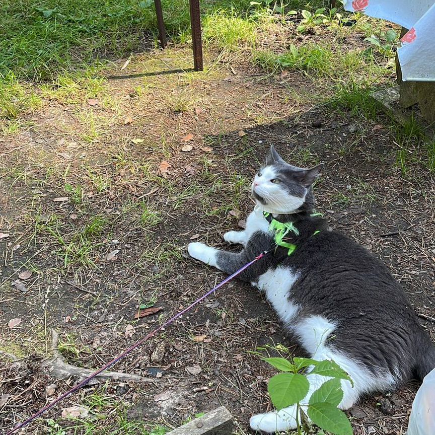 Срочнокот в добрые руки