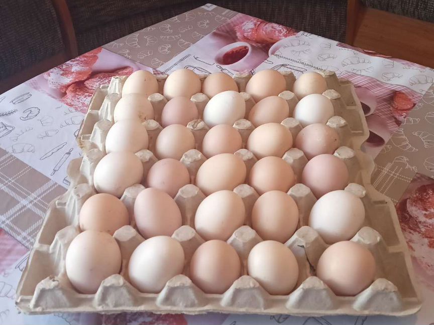 Яйцо Домашних Куриц