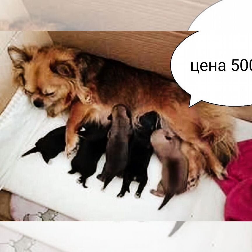 Чихуа шки, щеночки
