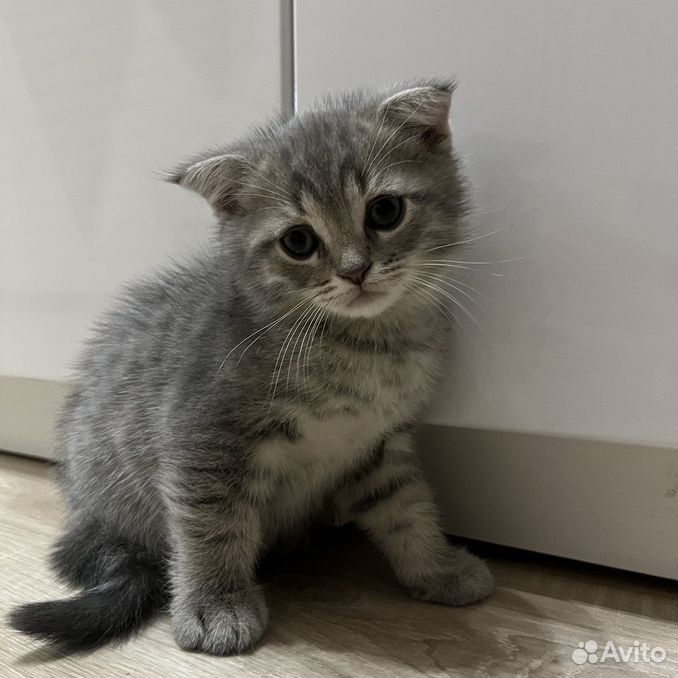 Отдам котенка в добрые руки(британец)