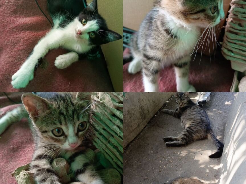 Котята в добрые руки