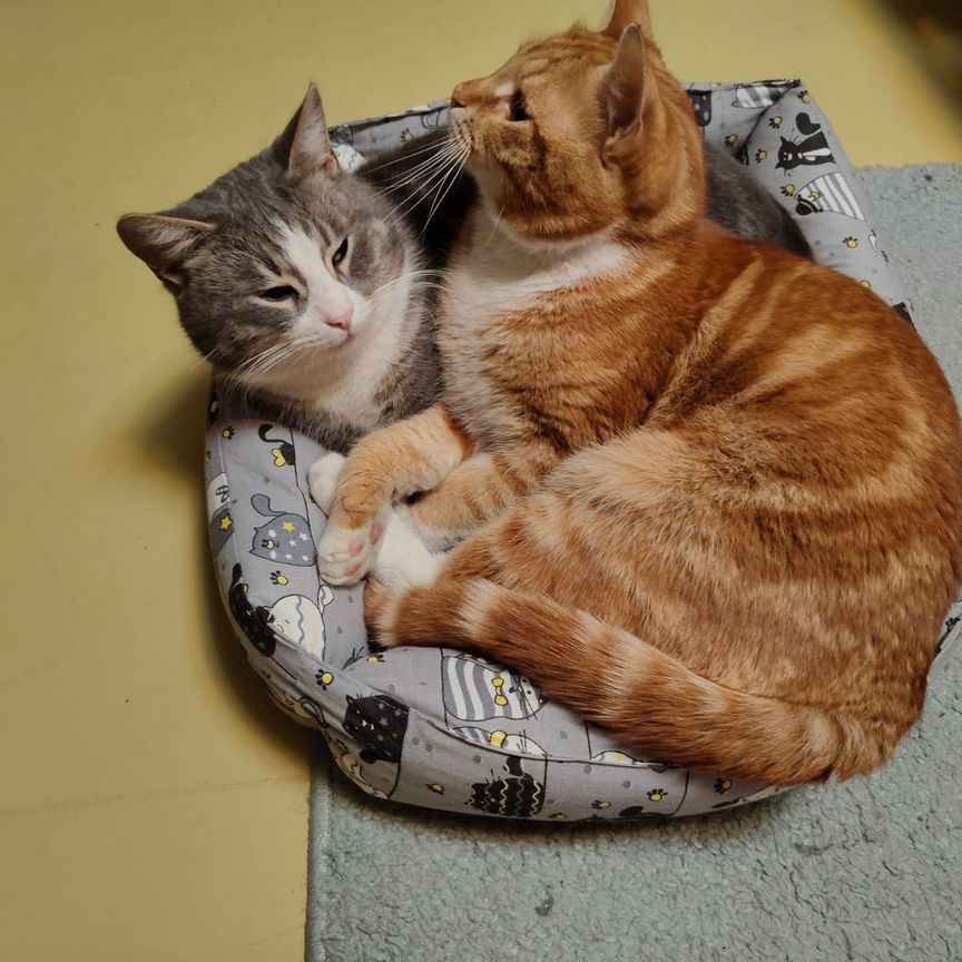 Котики бесплатно в добрые руки