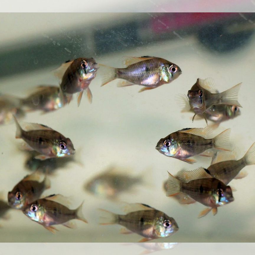 Апистограмма рамирези