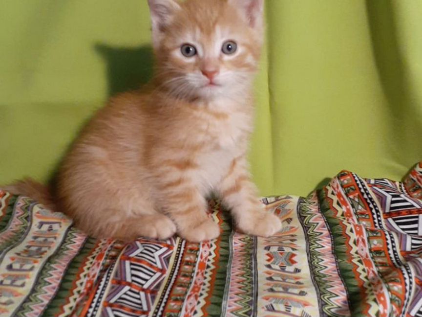 Очаровательные рыжики