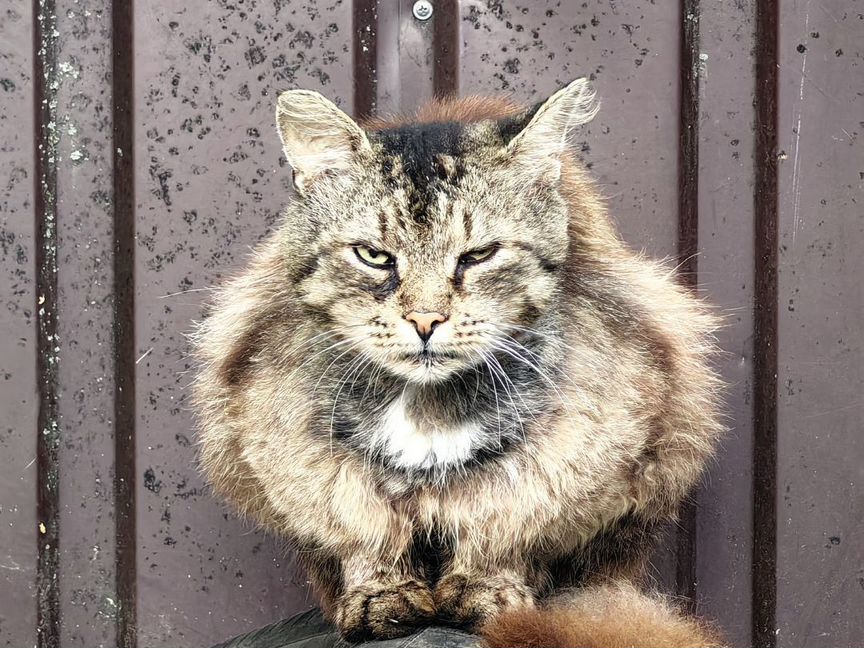 Кошки без дома