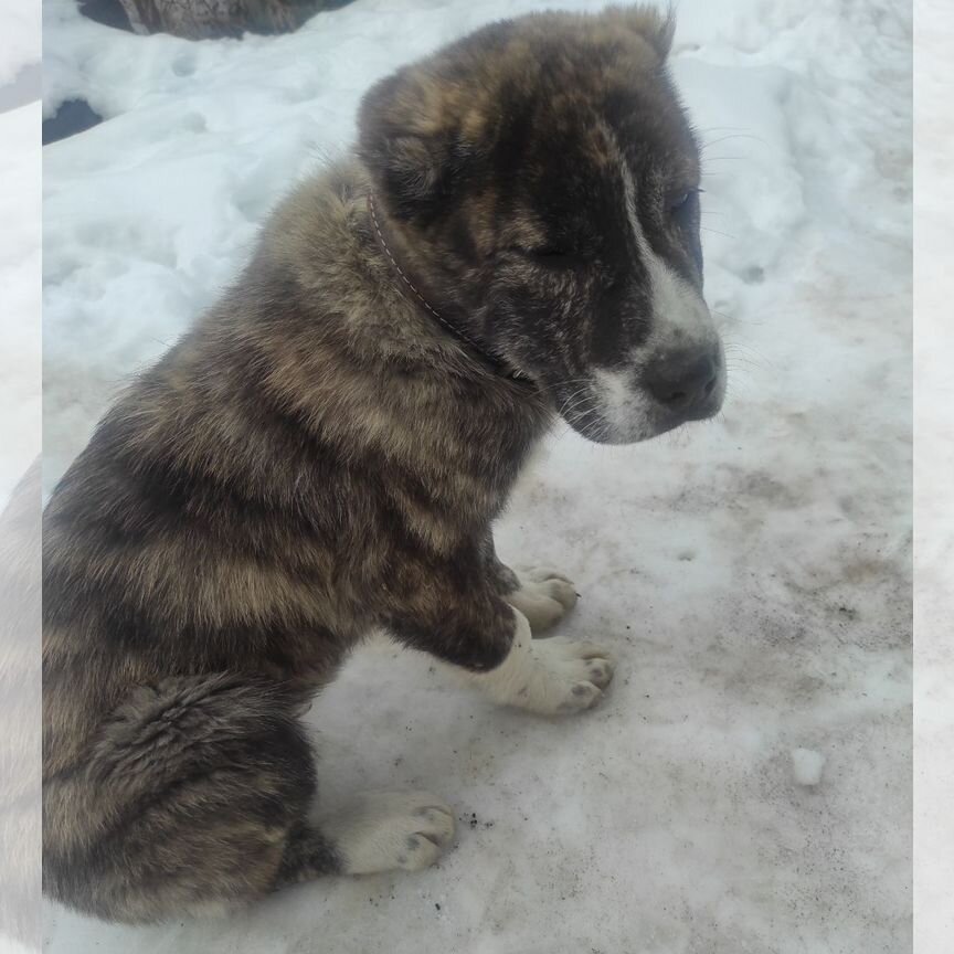 Щенок Алабай сао