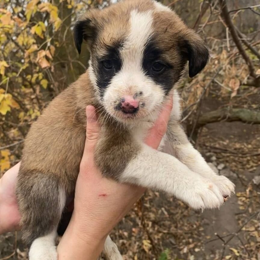 Щенок в добрые руки