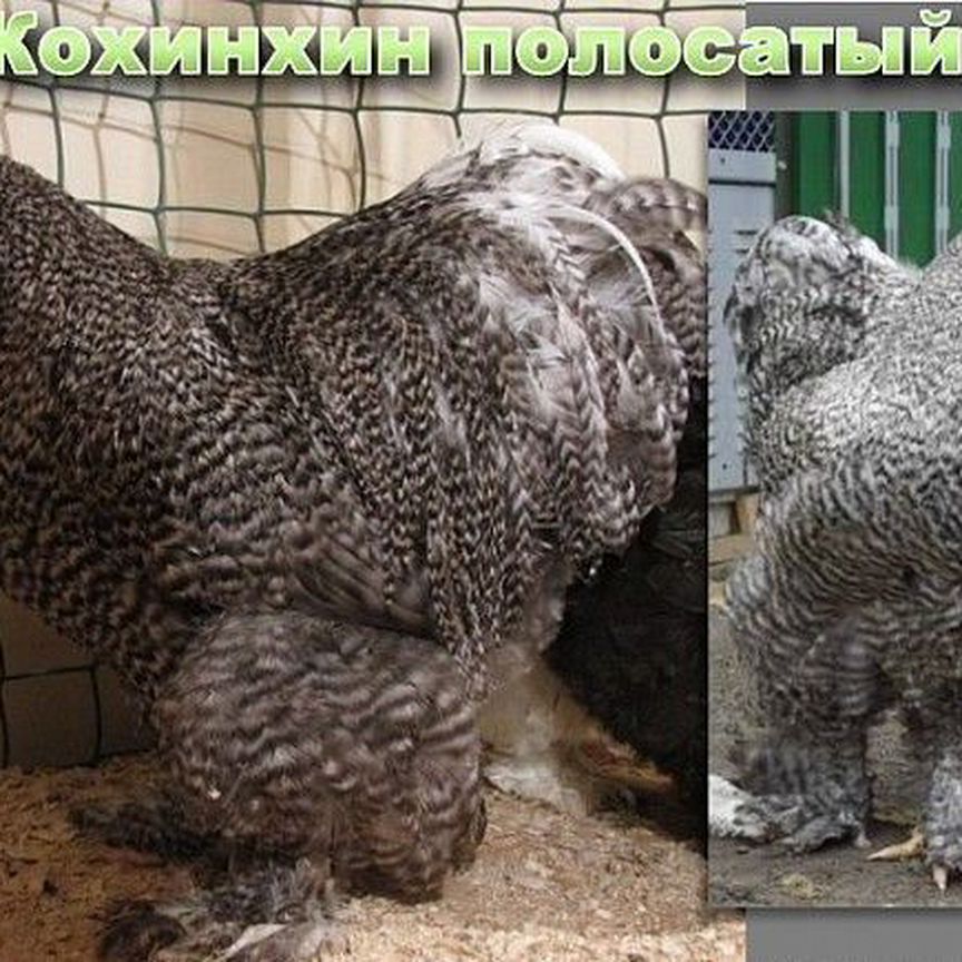 Кохинхин полосатый