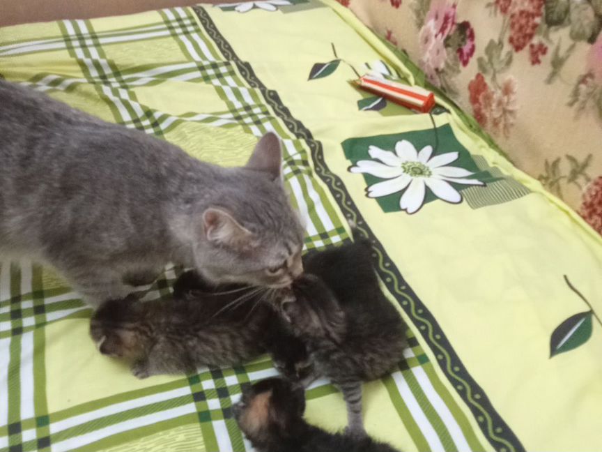 Кошечка с детками