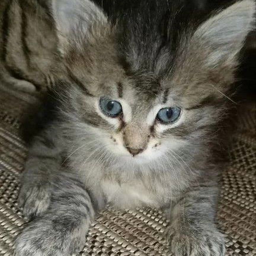 Котенок в добрые руки