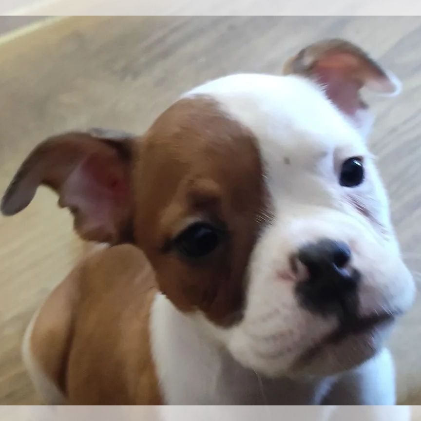 Английский бульдог, щенок