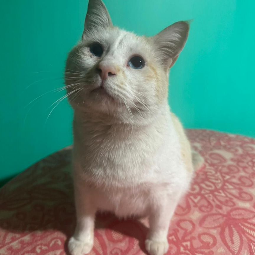 Котик