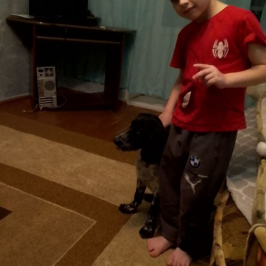 Кавалер кинг-чарльз-спаниель, щенок