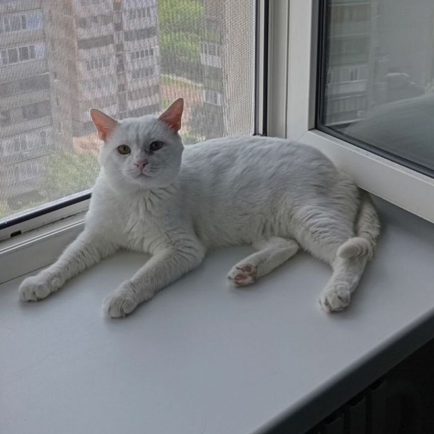 Кот для меня