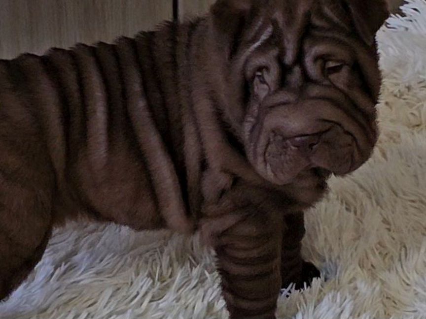 Шарпейчики с документами