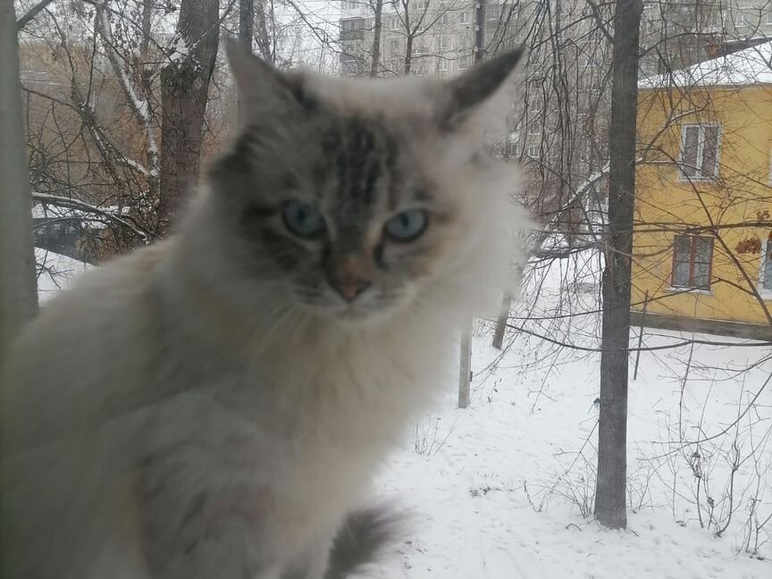 Невская маскарадная
