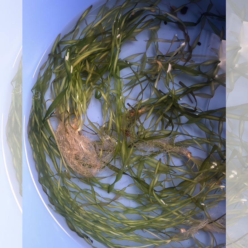 Меченосцы молодь и взрослые