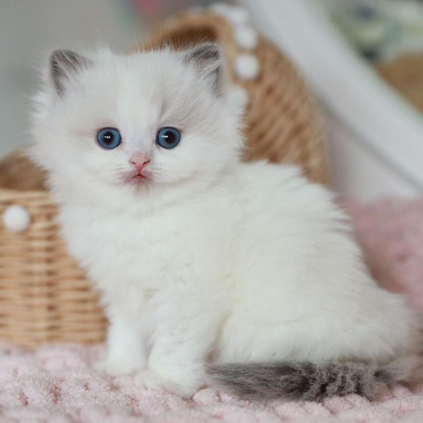 Британский длинношёрстный котёнок