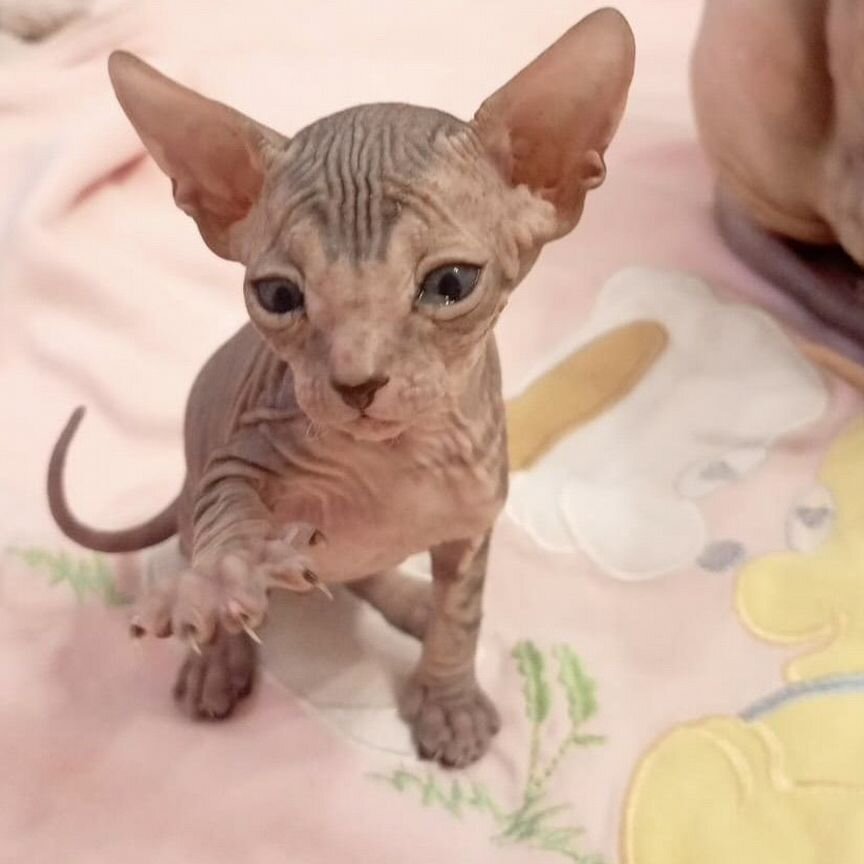 Донской сфинкс котёнок