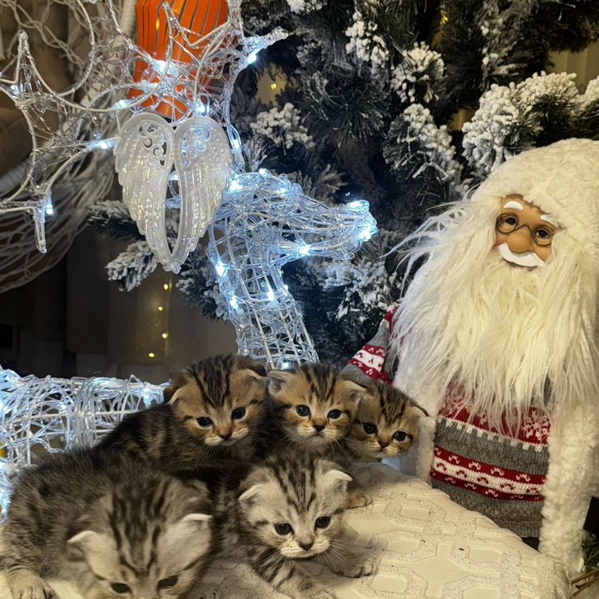 Вислоухие котята