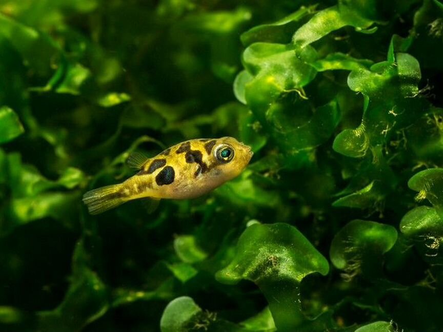 Тетрадон карликовый