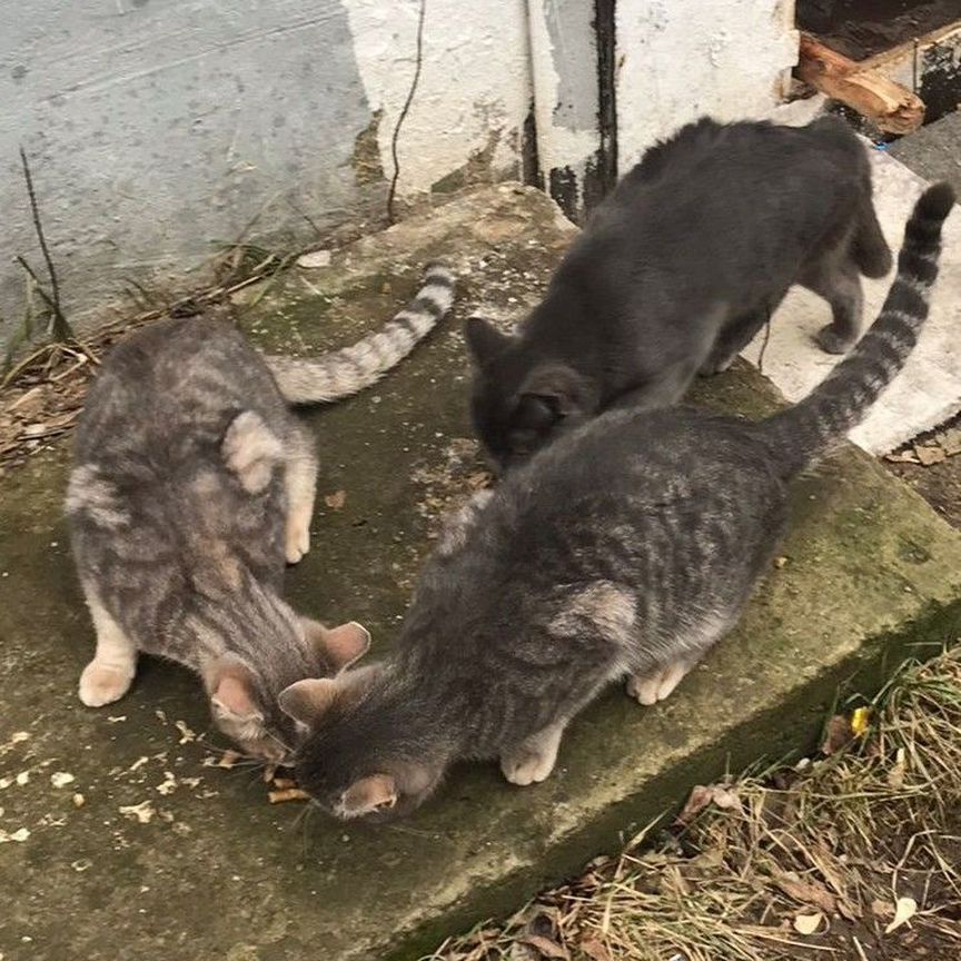 Кошки на улице