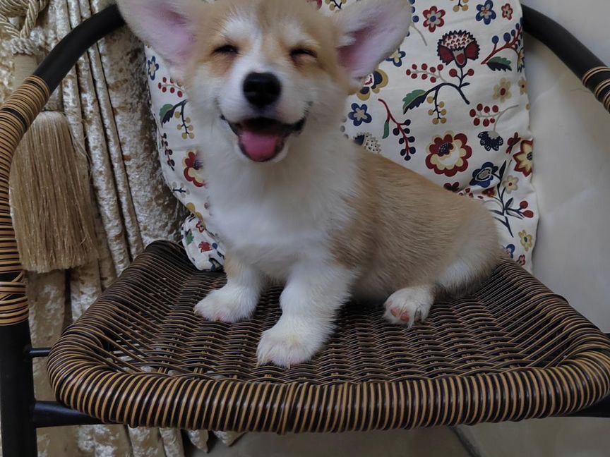 Собака улыбака