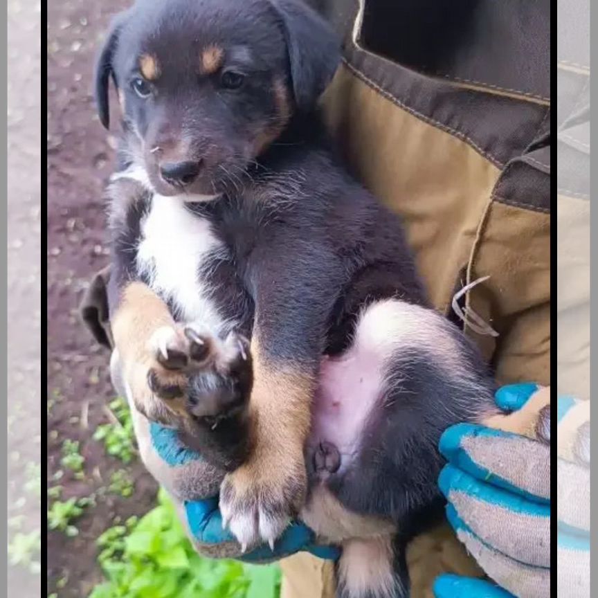 Щенок в добрые руки