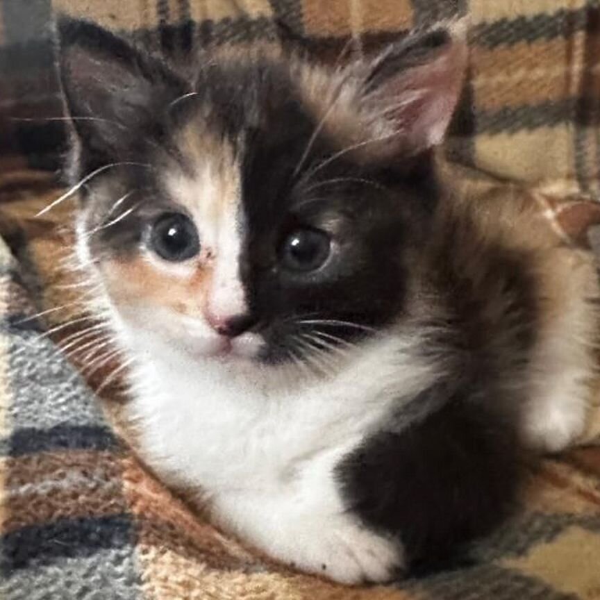 Котёнок от частного владельца
