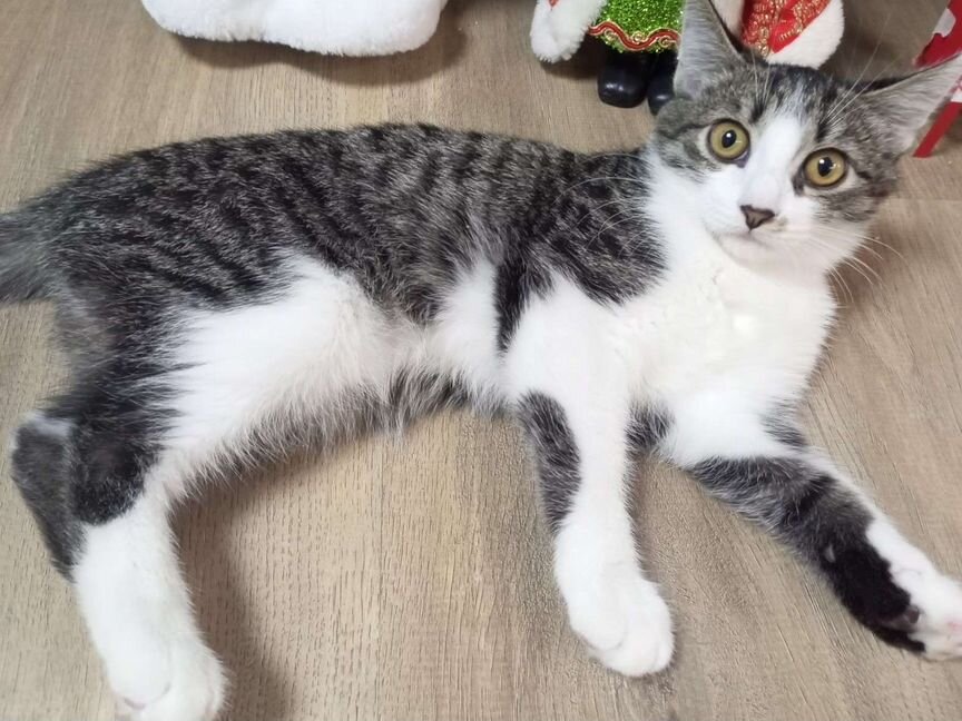 Котик 4 месяца