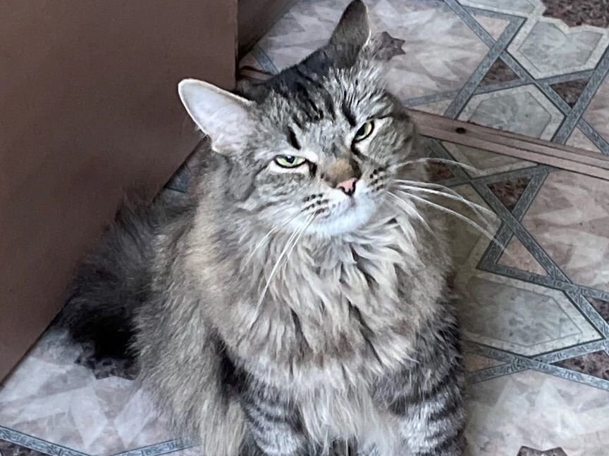 Невская маскарадная в добрые руки