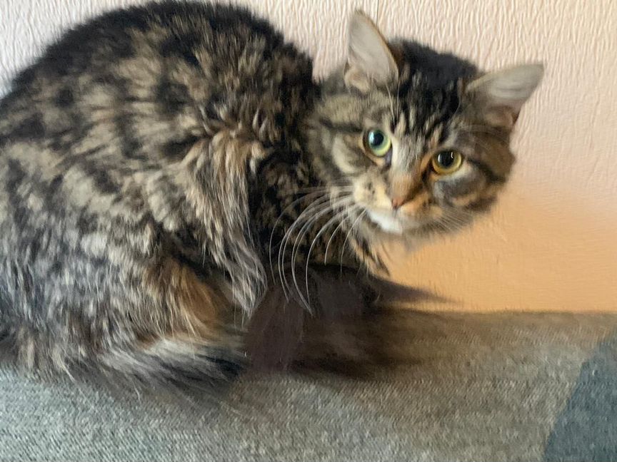 Кошка полосатая Сибирячка