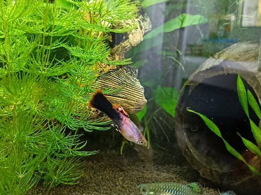 Мальки гуппи