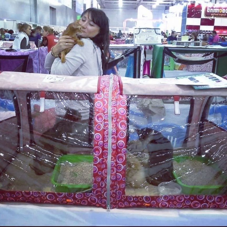 Палатки для выставки кошек