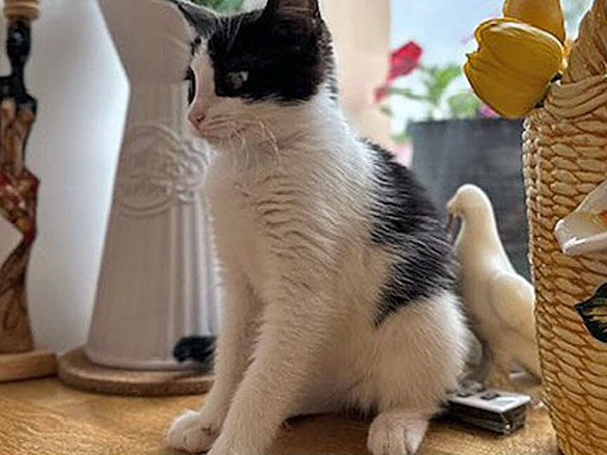 Милейшая домашняя девочка,котенок Карамелька в дар