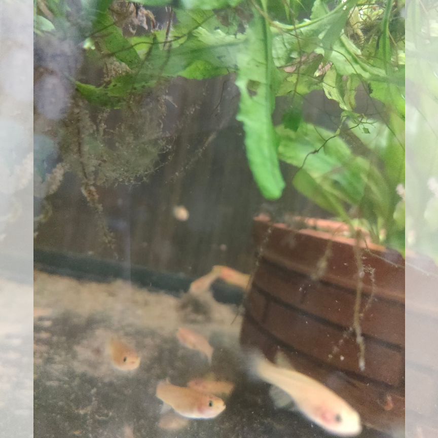 Фундулопанхакс (афиосемион) гарднера лафия голд